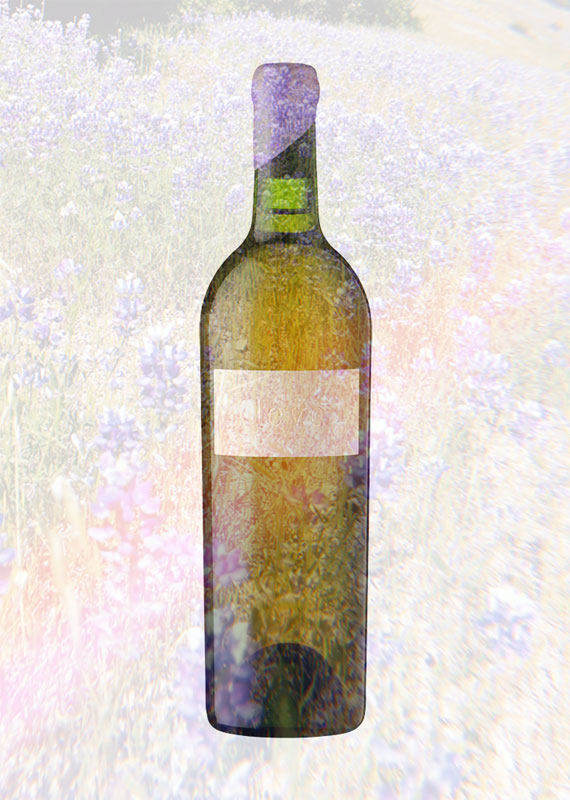 Levo Vineyard | Distinctive Wine from Paso Robles